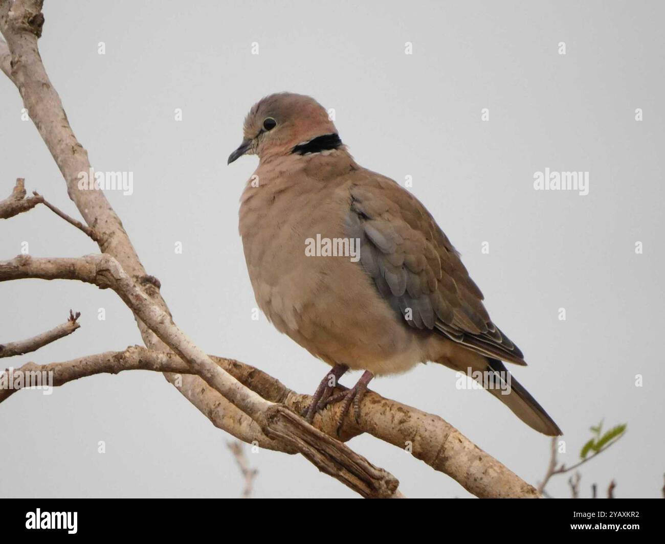 Tropical Cape Turtle Dove (Streptopelia capicola tropica) Aves Stock ...