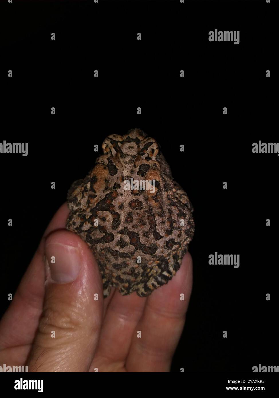 Southern Toad (Anaxyrus terrestris) Amphibia Stock Photo - Alamy