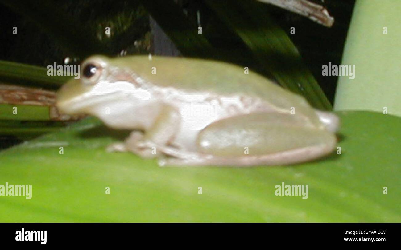 Squirrel Treefrog (Hyla squirella) Amphibia Stock Photo - Alamy