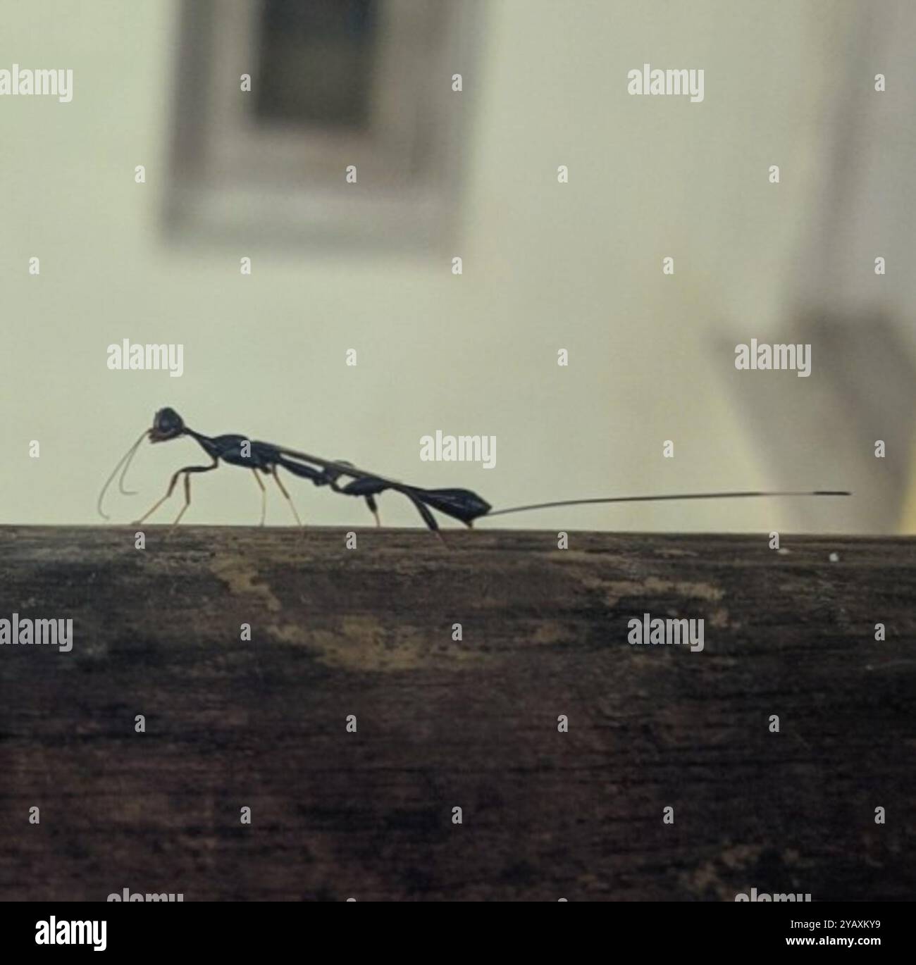 Crown Wasps (Stephanidae) Insecta Stock Photo - Alamy