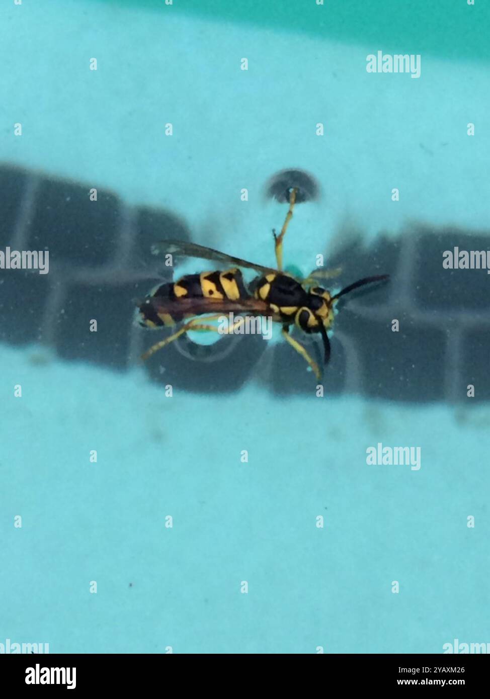 Western Yellowjacket (Vespula pensylvanica) Insecta Stock Photo - Alamy