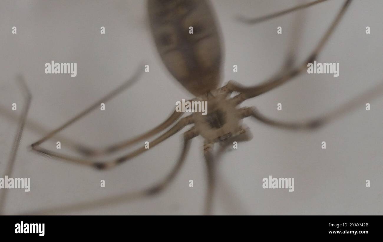 Long-bodied Cellar Spider (Pholcus phalangioides) Arachnida Stock Photo ...