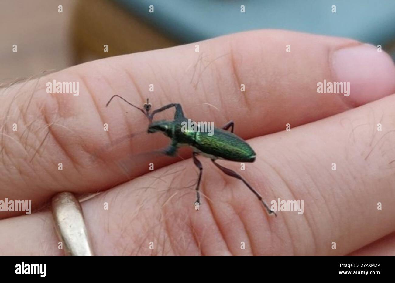 (Naupactus auricinctus) Insecta Stock Photo - Alamy