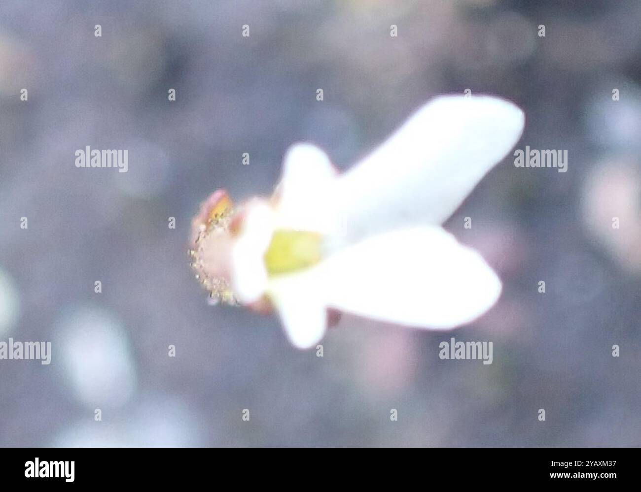 Tiny Triggerplant (Stylidium perpusillum) Plantae Stock Photo - Alamy