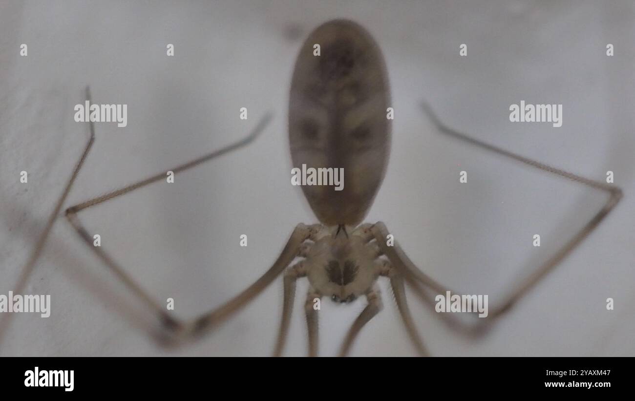 Long-bodied Cellar Spider (Pholcus phalangioides) Arachnida Stock Photo ...