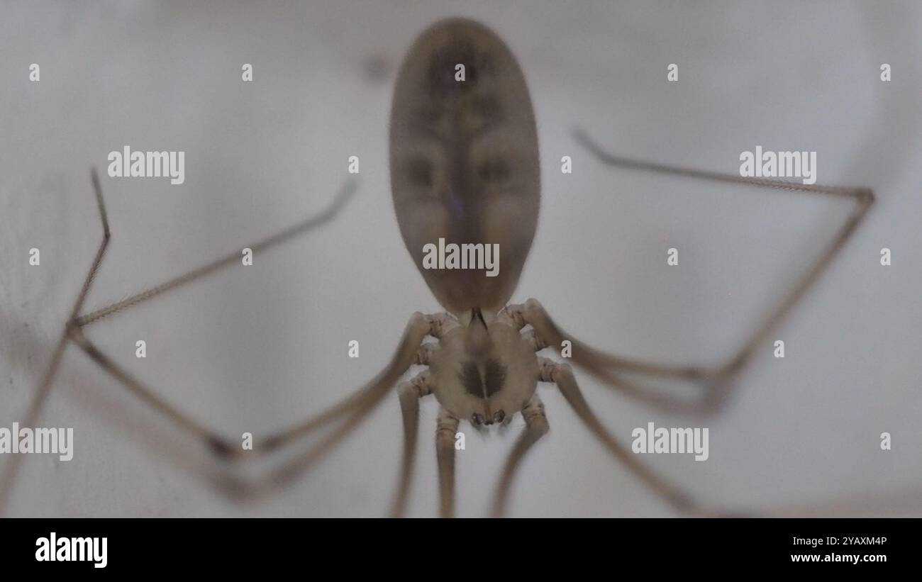 Long-bodied Cellar Spider (Pholcus phalangioides) Arachnida Stock Photo ...