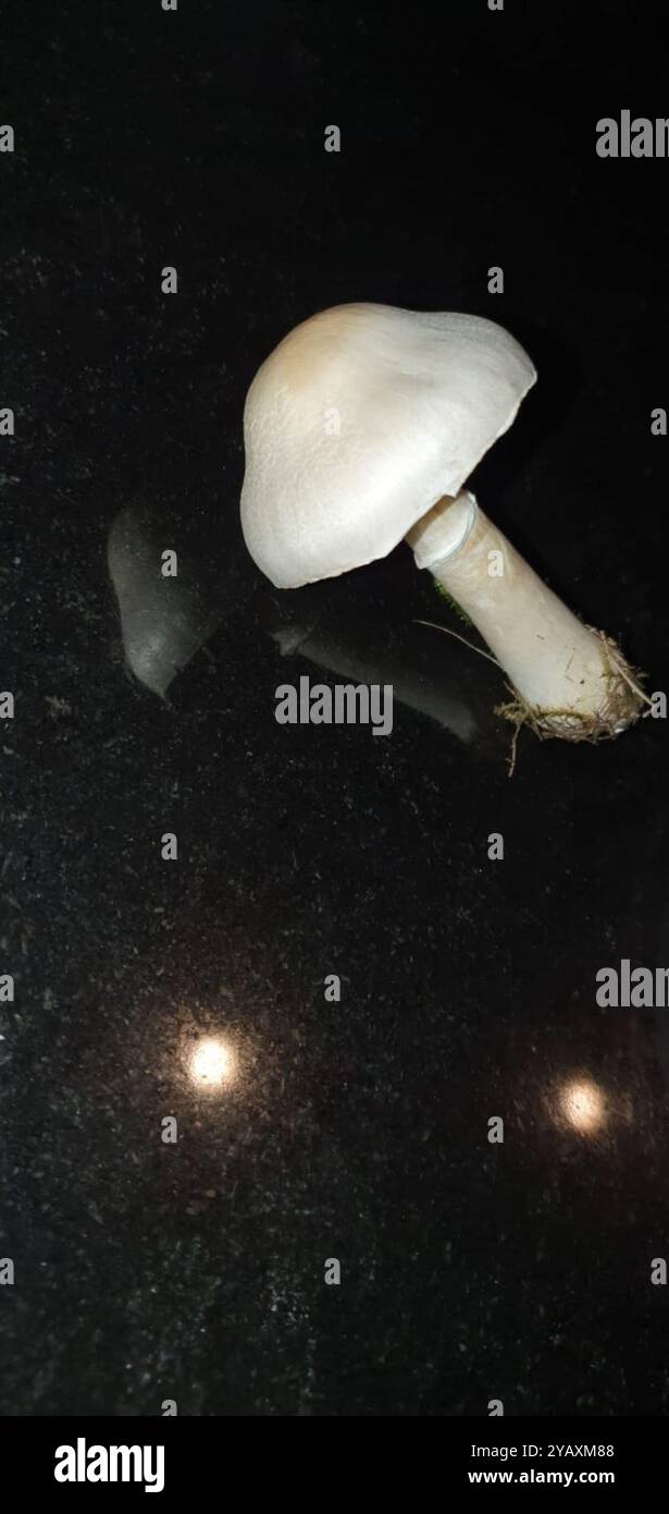 White Dapperling (Leucoagaricus leucothites) Fungi Stock Photo - Alamy