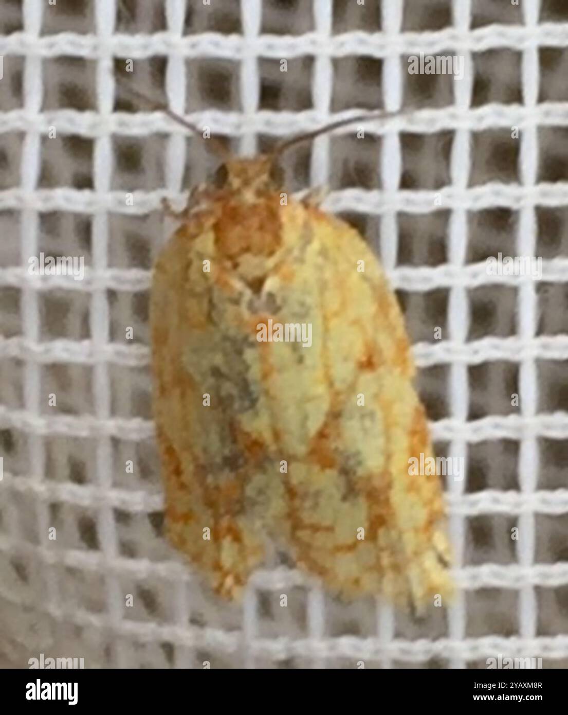 Sparganothis Fruitworm Moth (Sparganothis sulfureana) Insecta Stock ...