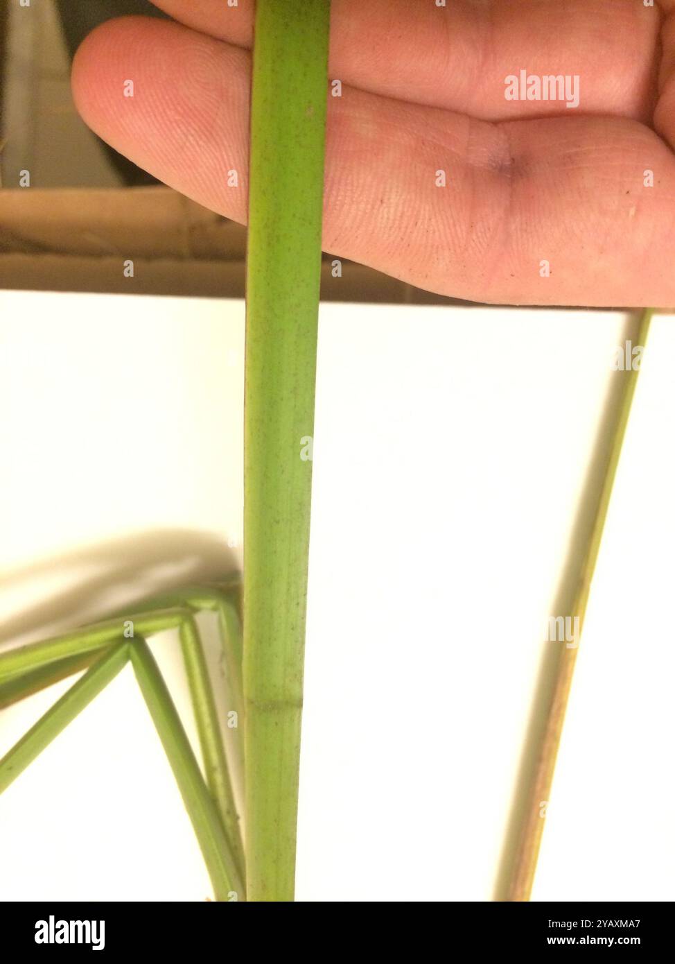 American Sweet-Flag (Acorus americanus) Plantae Stock Photo - Alamy