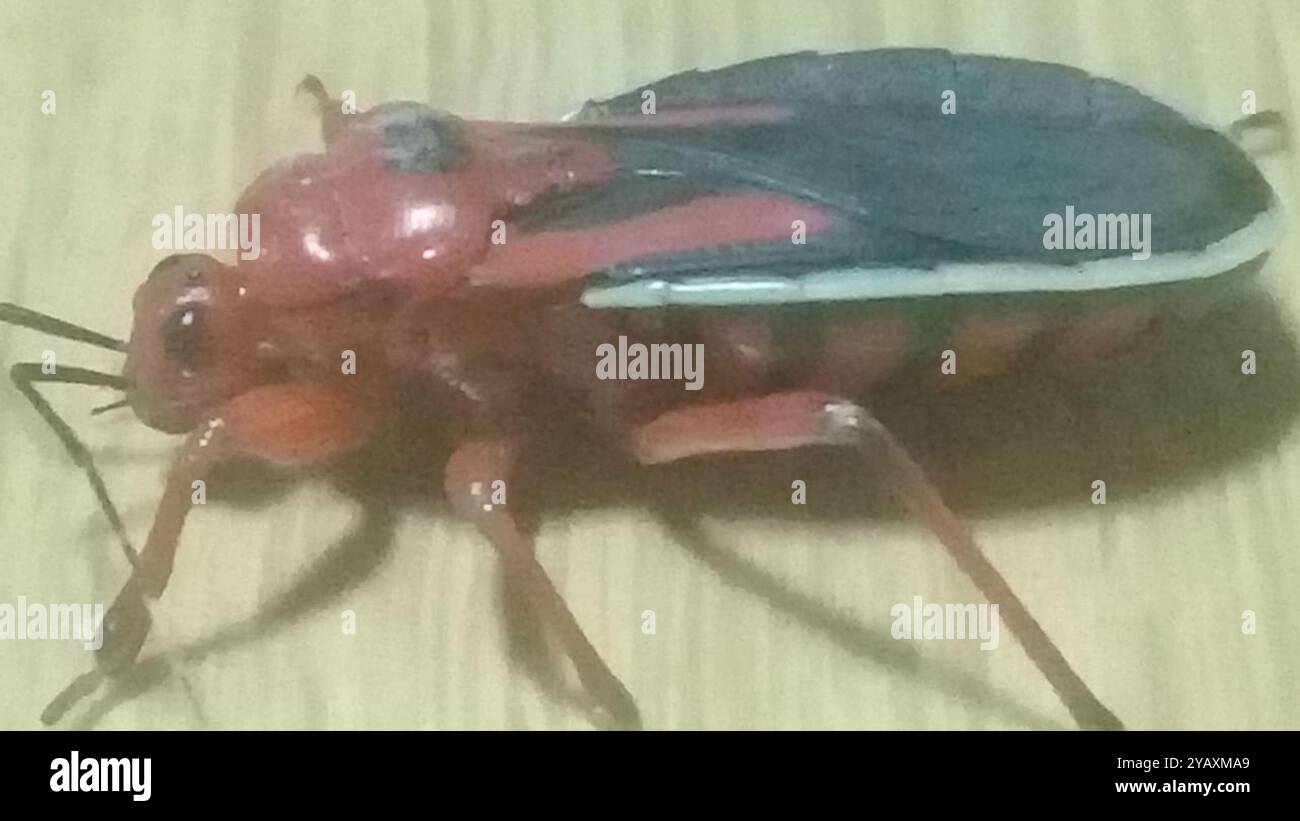 (Brontostoma discus) Insecta Stock Photo - Alamy