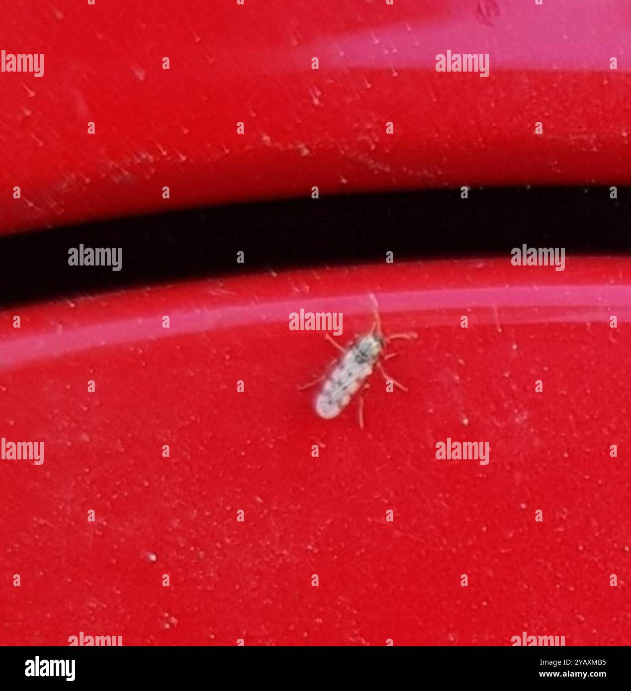 Biting Midges (Ceratopogonidae) Insecta Stock Photo - Alamy