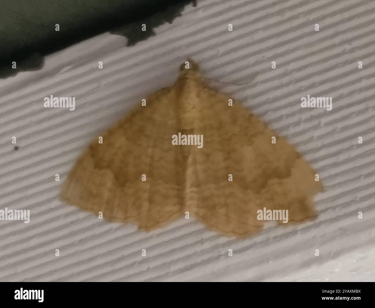 Yellow Shell Moth (Camptogramma bilineata) Insecta Stock Photo - Alamy