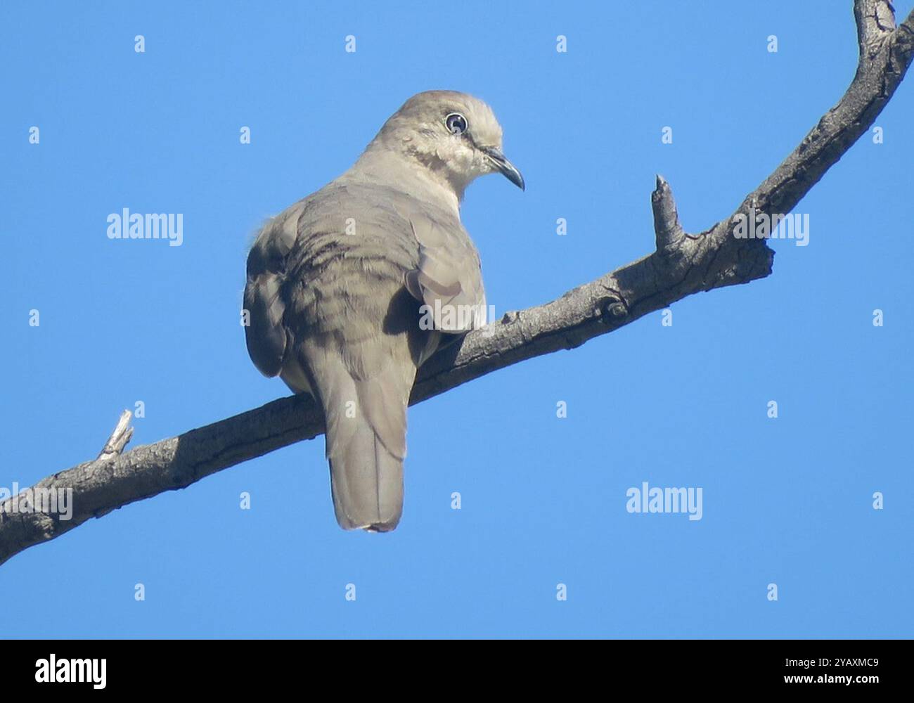 Picui ground dove columbina hi-res stock photography and images - Alamy