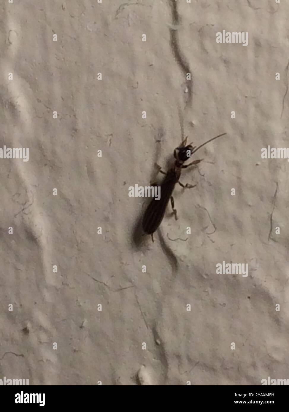 Webspinners (Embioptera) Insecta Stock Photo - Alamy