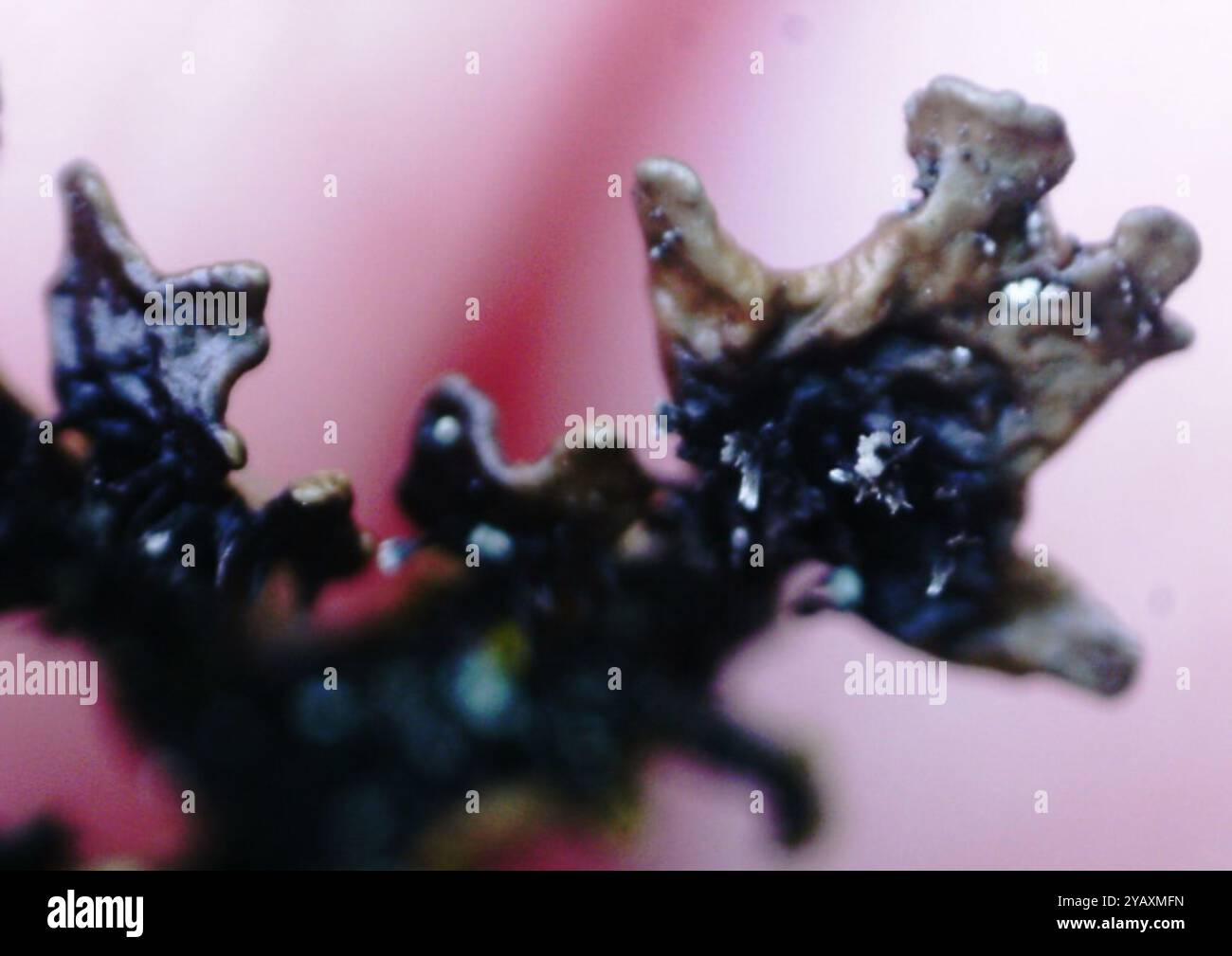 Blistered Camouflage Lichen (Xanthoparmelia loxodes) Fungi Stock Photo ...