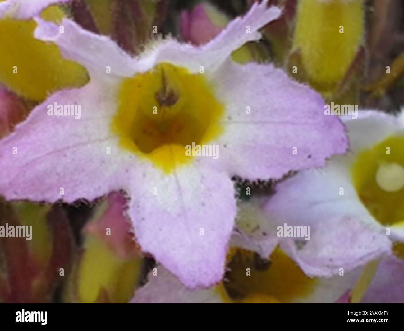 (Harveya huttonii) Plantae Stock Photo - Alamy