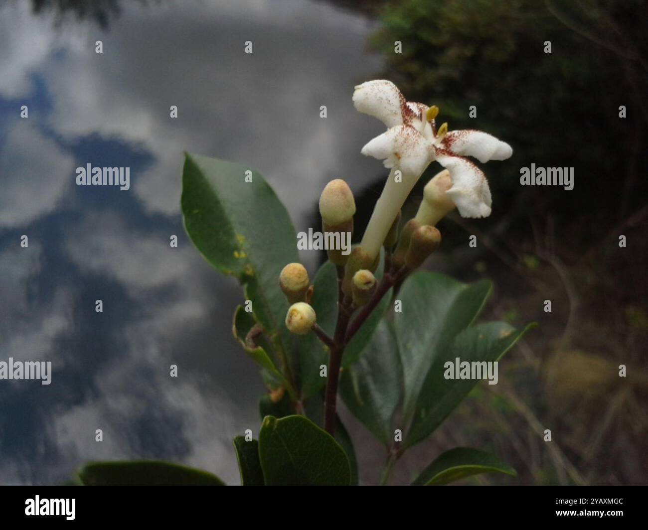Wing-Leaved Wooden-Pea (Schrebera alata) Plantae Stock Photo - Alamy