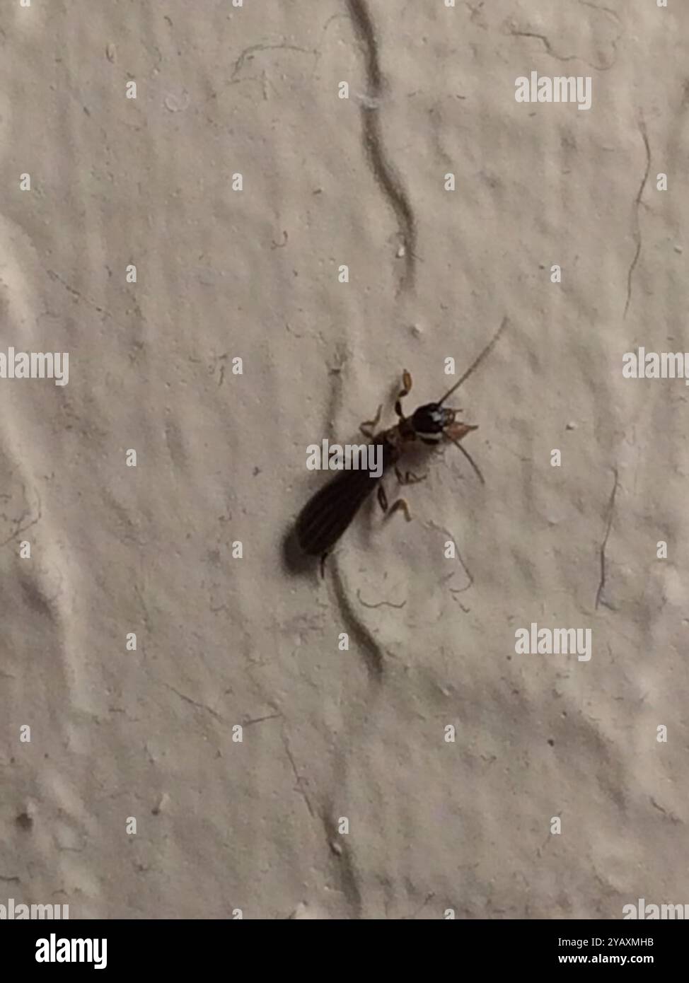 Webspinners (Embioptera) Insecta Stock Photo - Alamy