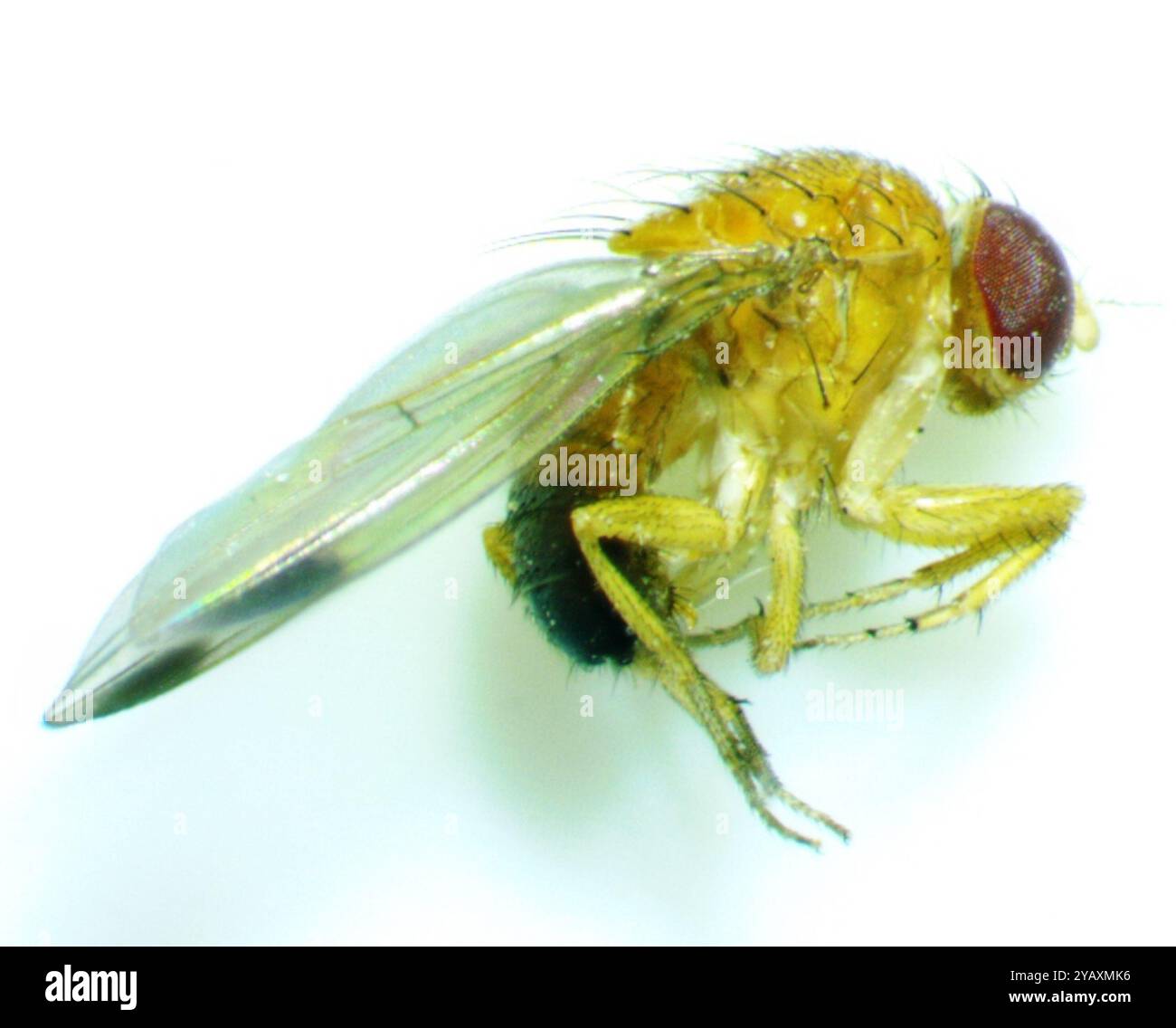 Spotted-winged Drosophila (Drosophila suzukii) Insecta Stock Photo - Alamy