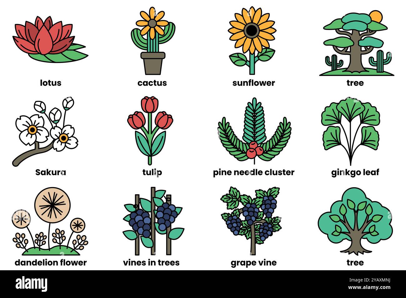 Various botanical illustrations hi-res stock photography and images - Alamy