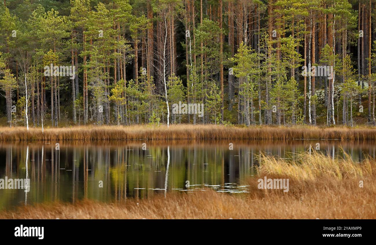 Water in the middle of the forest hi-res stock photography and images ...