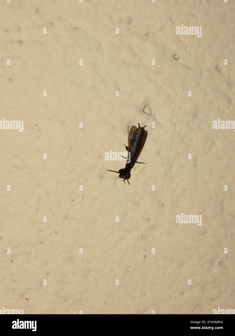 Webspinners (Embioptera) Insecta Stock Photo - Alamy