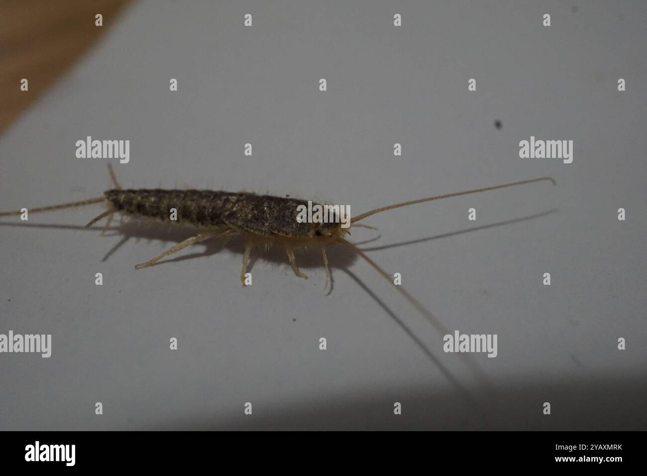 Long-tailed Silverfish (Ctenolepisma longicaudatum) Insecta Stock Photo ...