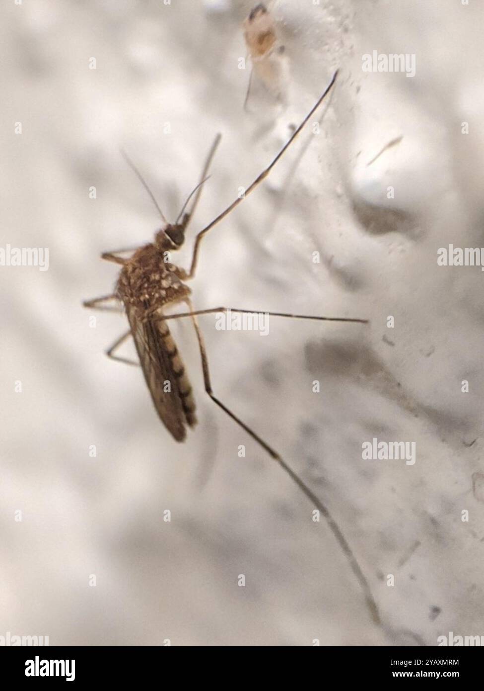 Inland Floodwater Mosquito (Aedes vexans) Insecta Stock Photo - Alamy