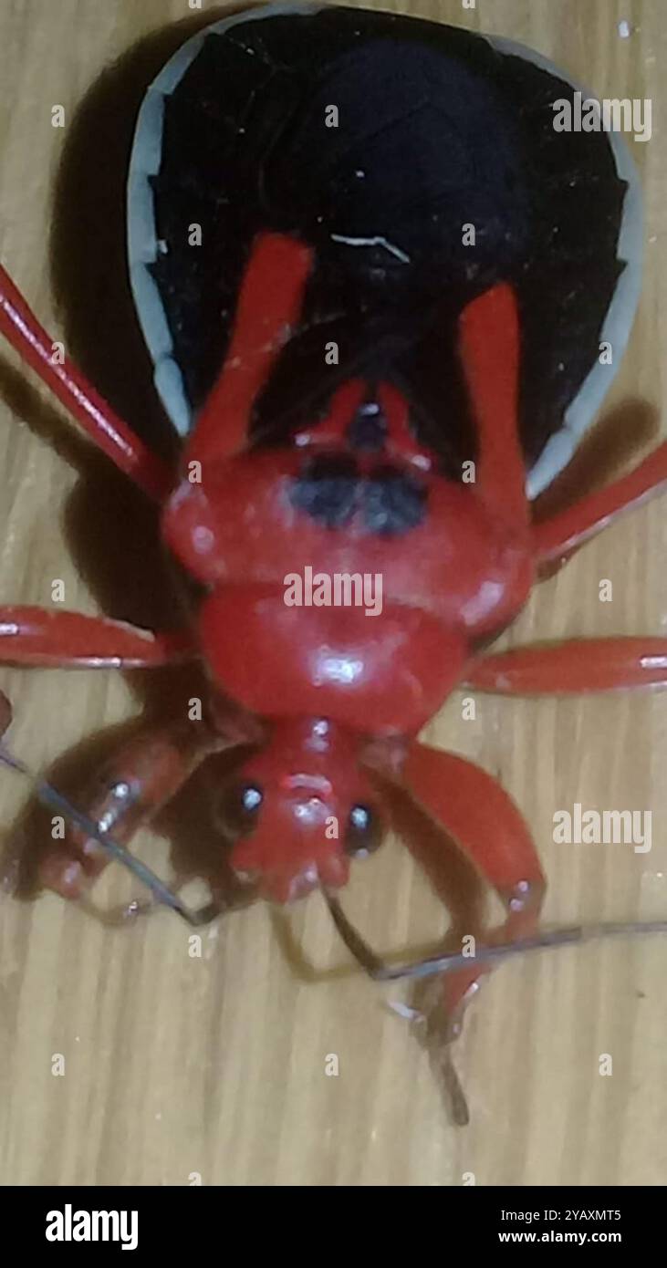 (Brontostoma discus) Insecta Stock Photo - Alamy