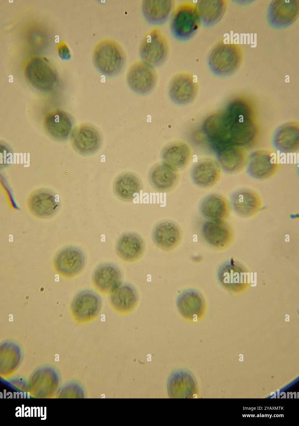 (Comatricha meandrispora) Protozoa Stock Photo - Alamy