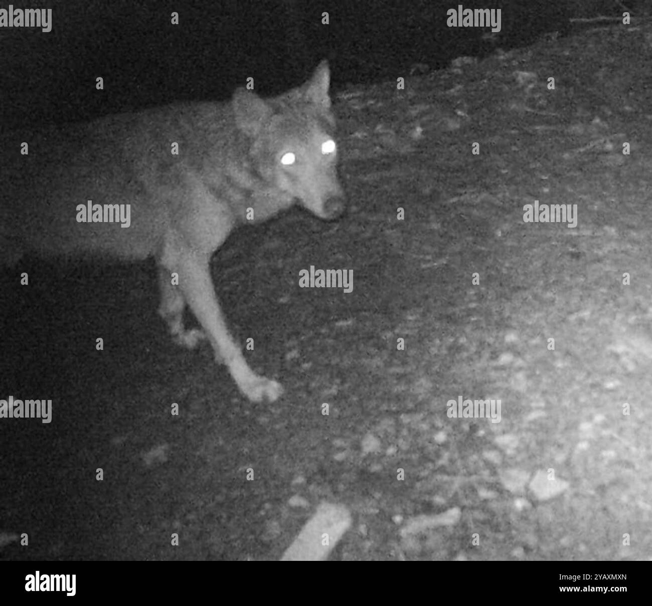 Italian Wolf (Canis lupus italicus) Mammalia Stock Photo - Alamy