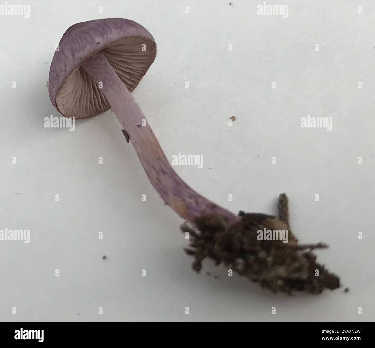 Inocybe lilacina hi-res stock photography and images - Alamy