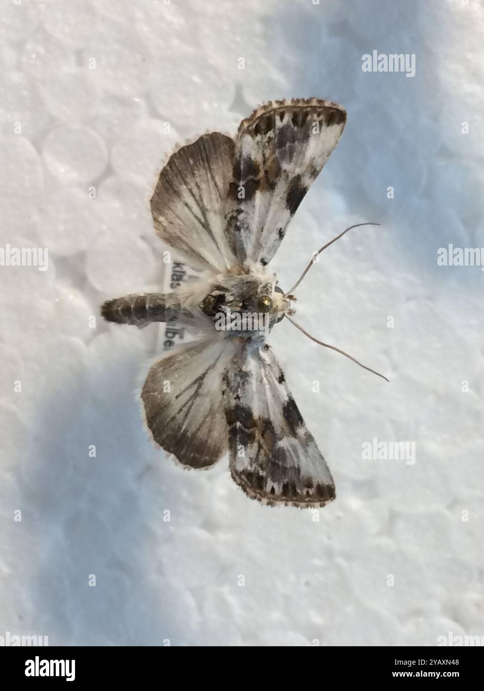 Opalina hi-res stock photography and images - Alamy