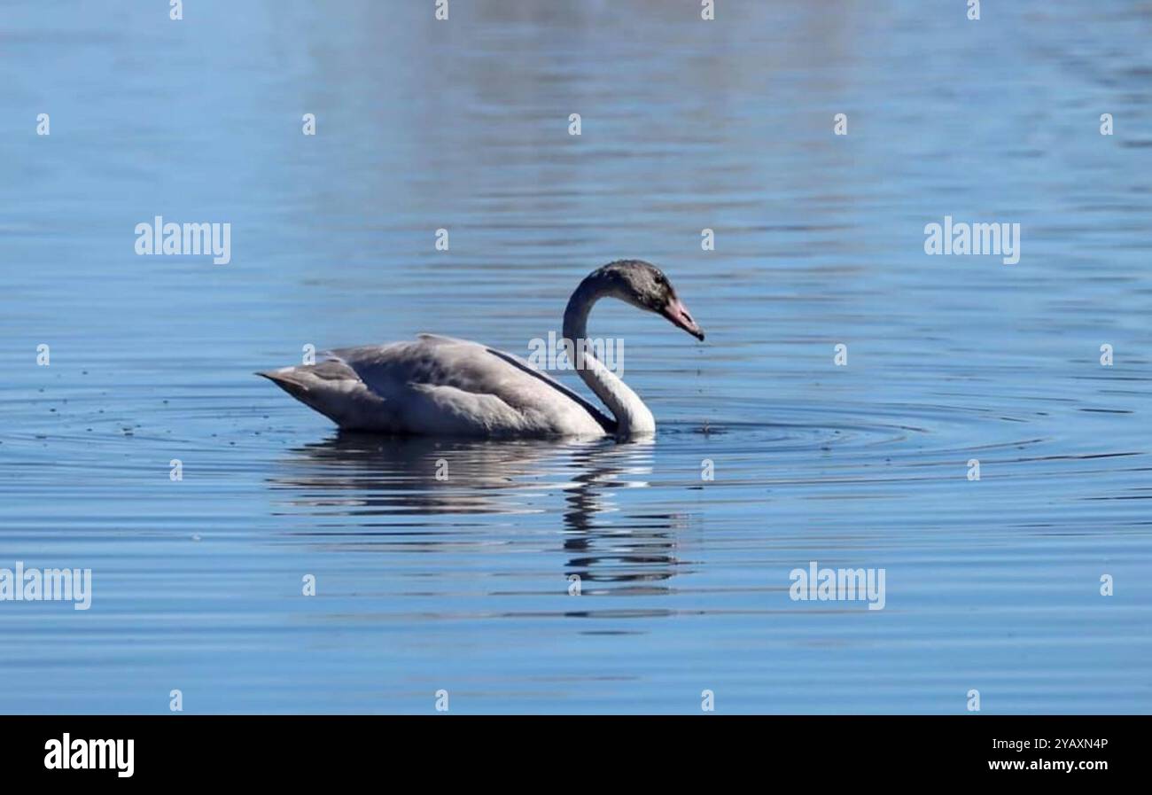 Tundra Swan (Cygnus columbianus) Aves Stock Photo - Alamy