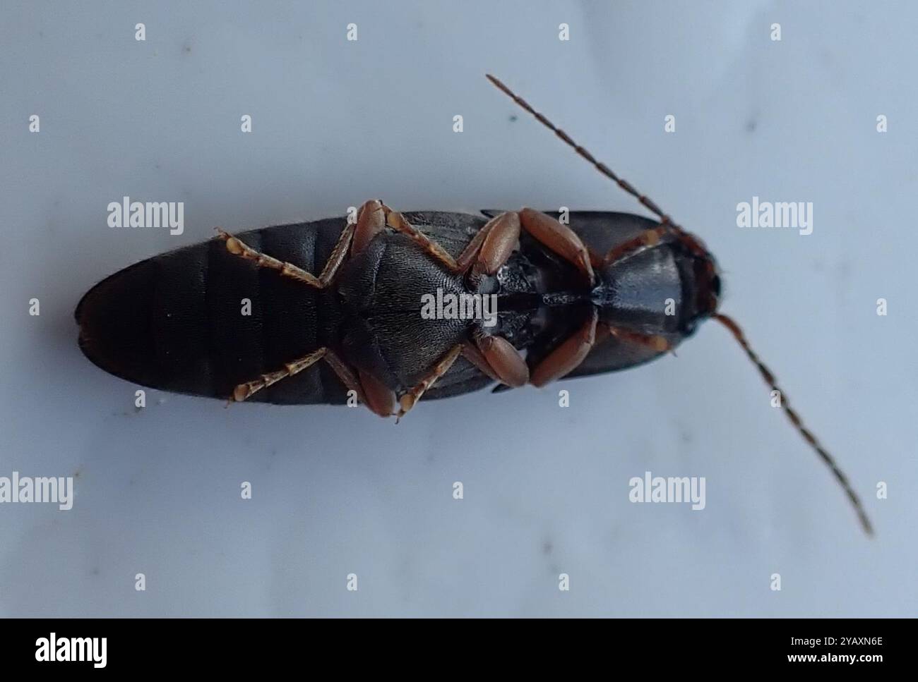 Monocrepidius hi-res stock photography and images - Alamy