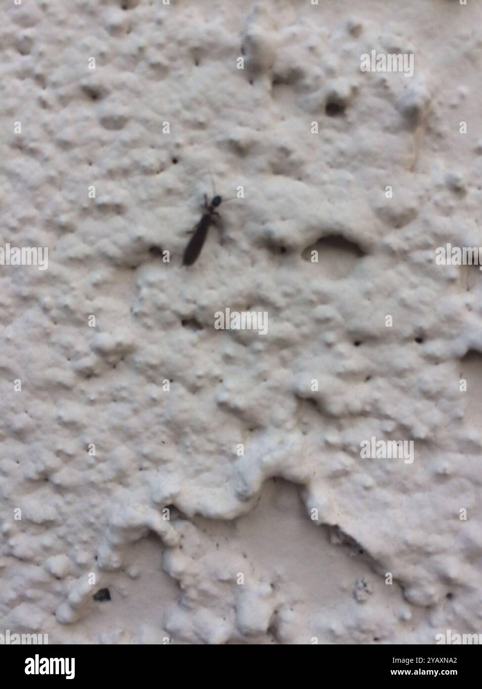 Webspinners (Embioptera) Insecta Stock Photo - Alamy