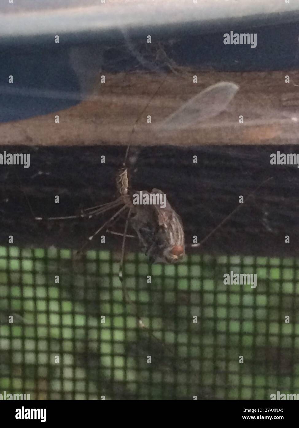 Marbled Cellar Spider (Holocnemus pluchei) Arachnida Stock Photo - Alamy