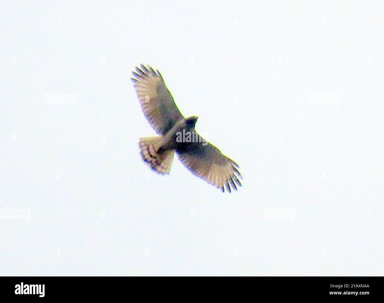 Roadside Hawk (Rupornis magnirostris) Aves Stock Photo - Alamy