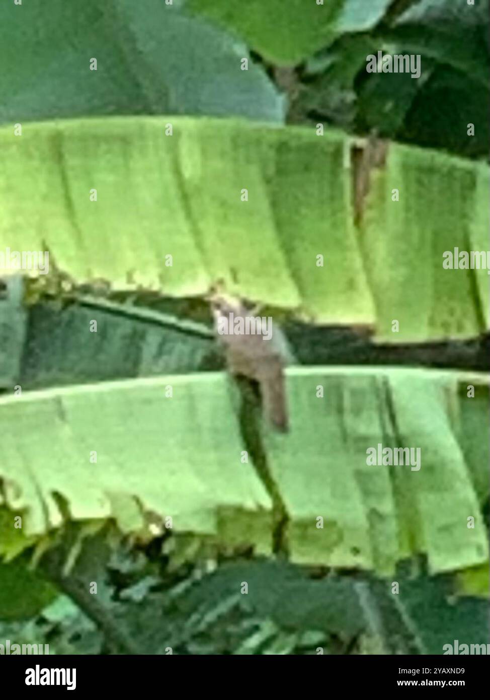 Straw-headed Bulbul (Pycnonotus zeylanicus) Aves Stock Photo - Alamy