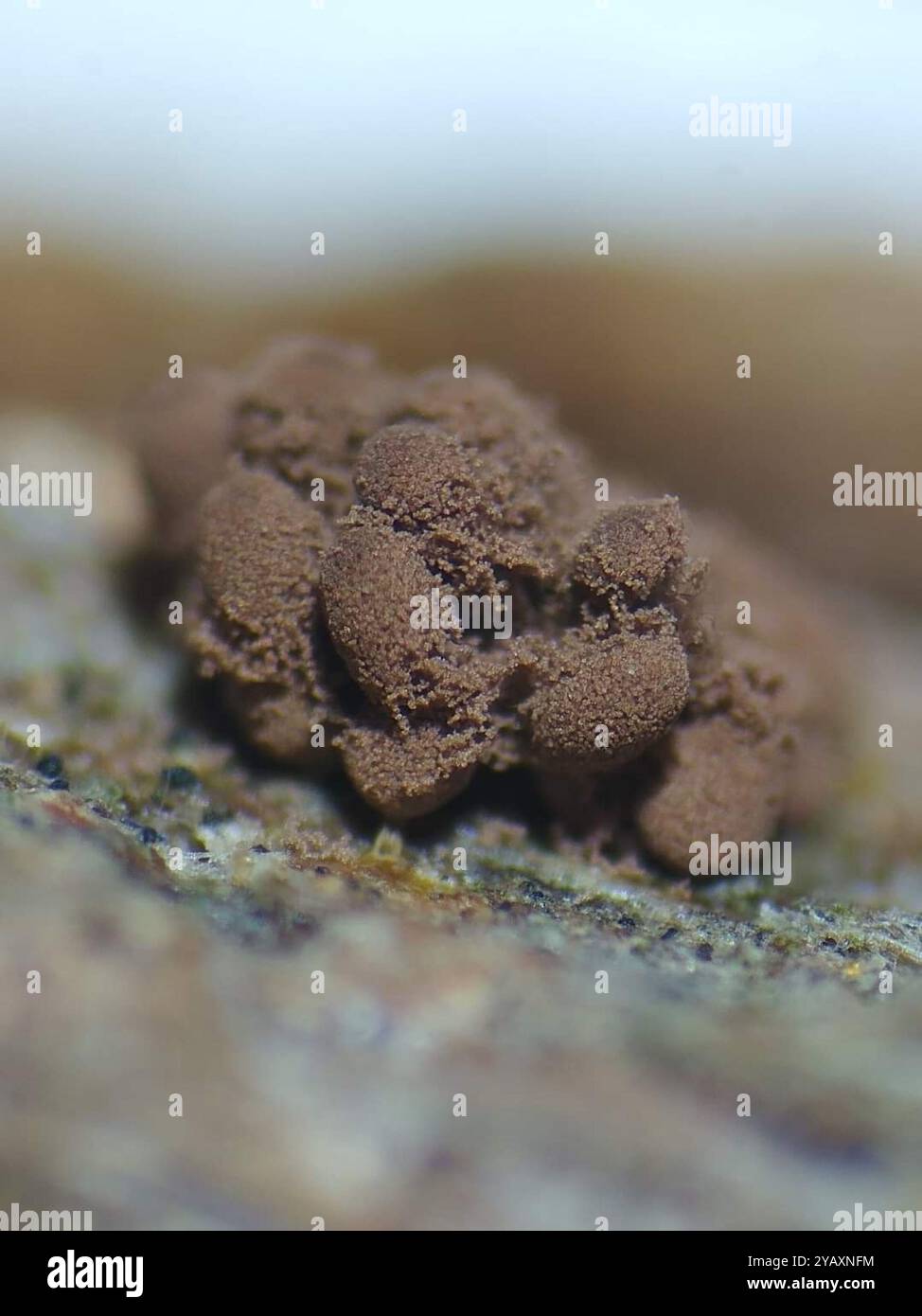 (Arcyria ferruginea) Protozoa Stock Photo - Alamy
