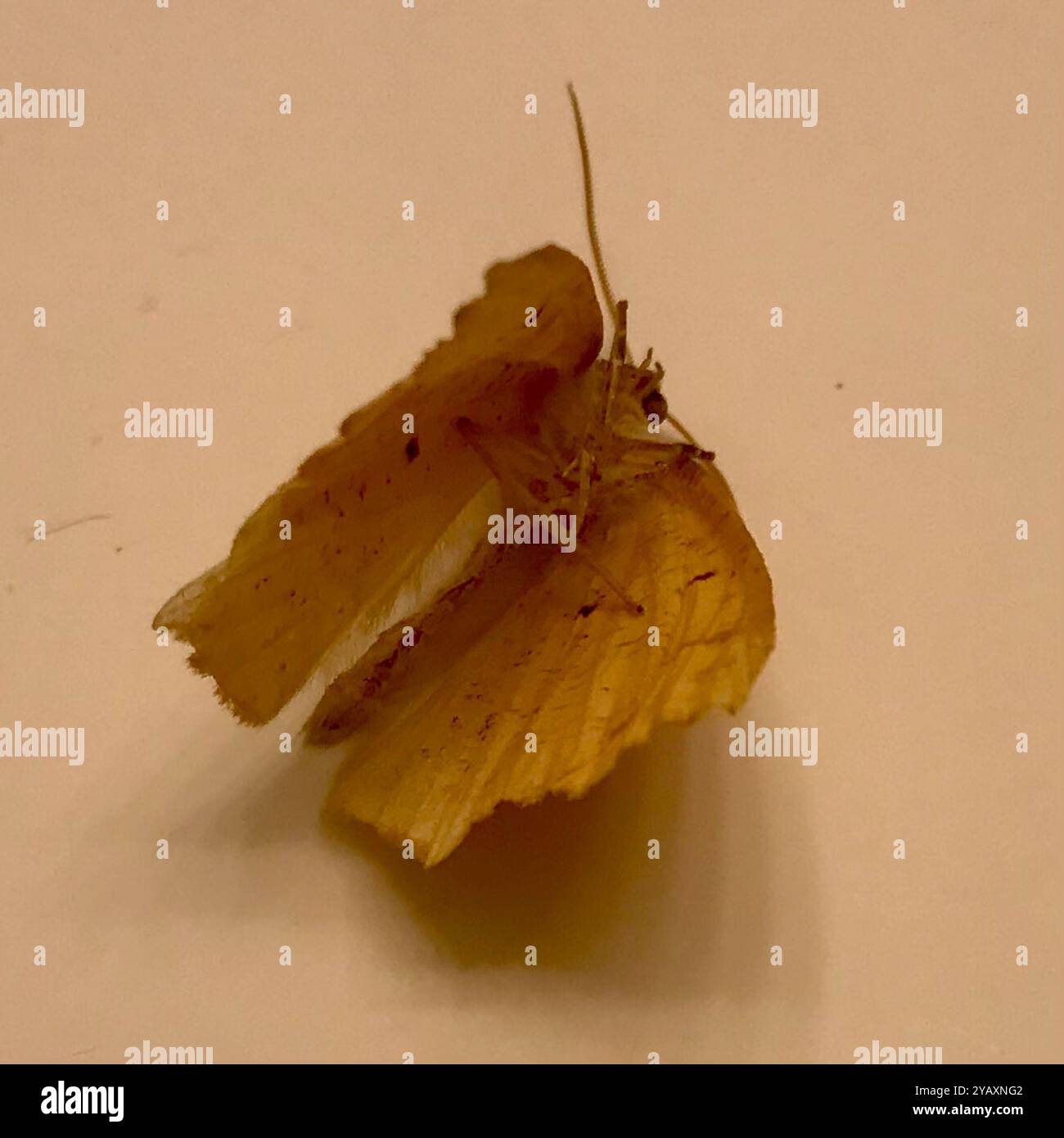 October Thorn (Tetracis jubararia) Insecta Stock Photo - Alamy