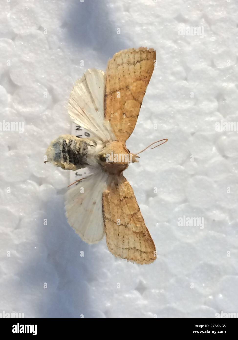 Jodia croceago hi-res stock photography and images - Alamy