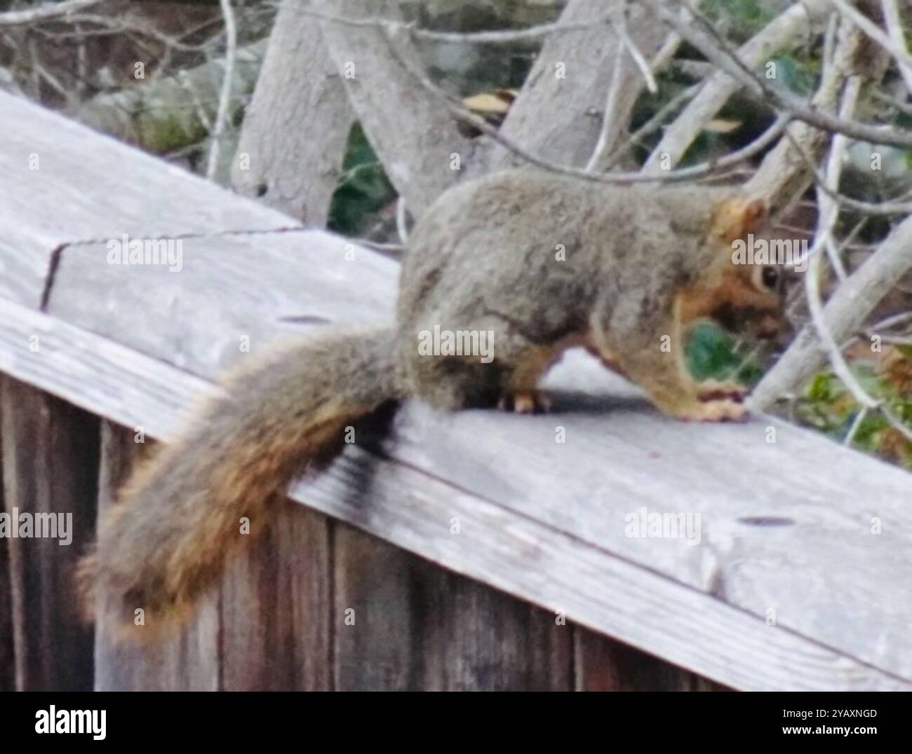 Eastern Fox Squirrel (Sciurus niger) Mammalia Stock Photo - Alamy