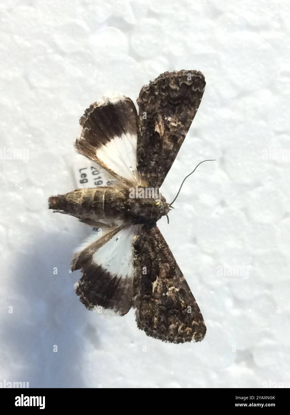 The Sorcerer (Aedia leucomelas) Insecta Stock Photo - Alamy