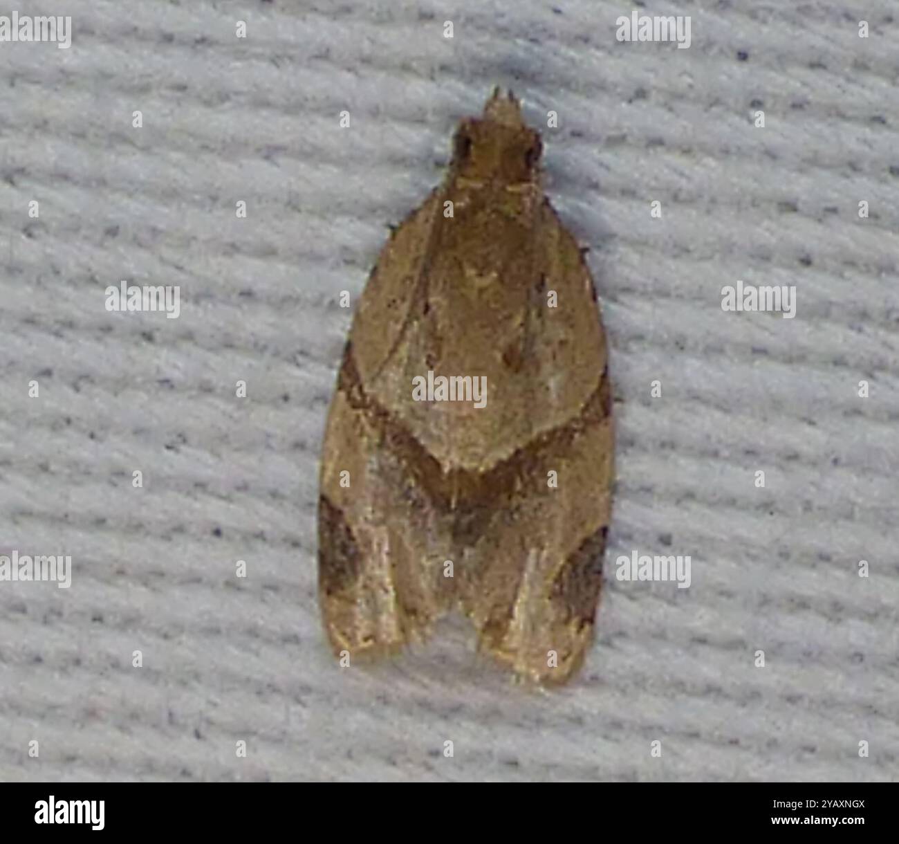Garden Tortrix (Clepsis peritana) Insecta Stock Photo - Alamy