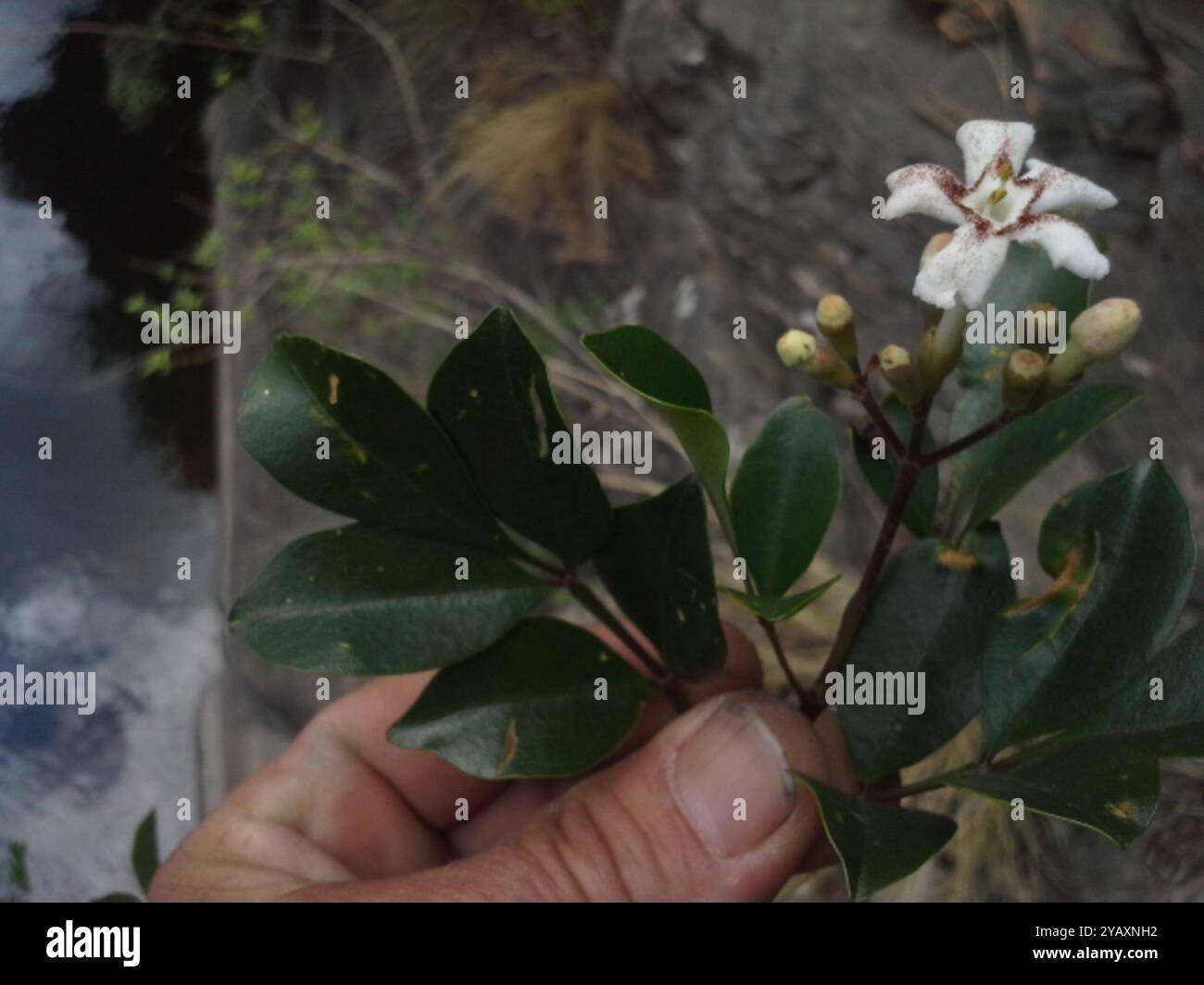 Wing-Leaved Wooden-Pea (Schrebera alata) Plantae Stock Photo - Alamy