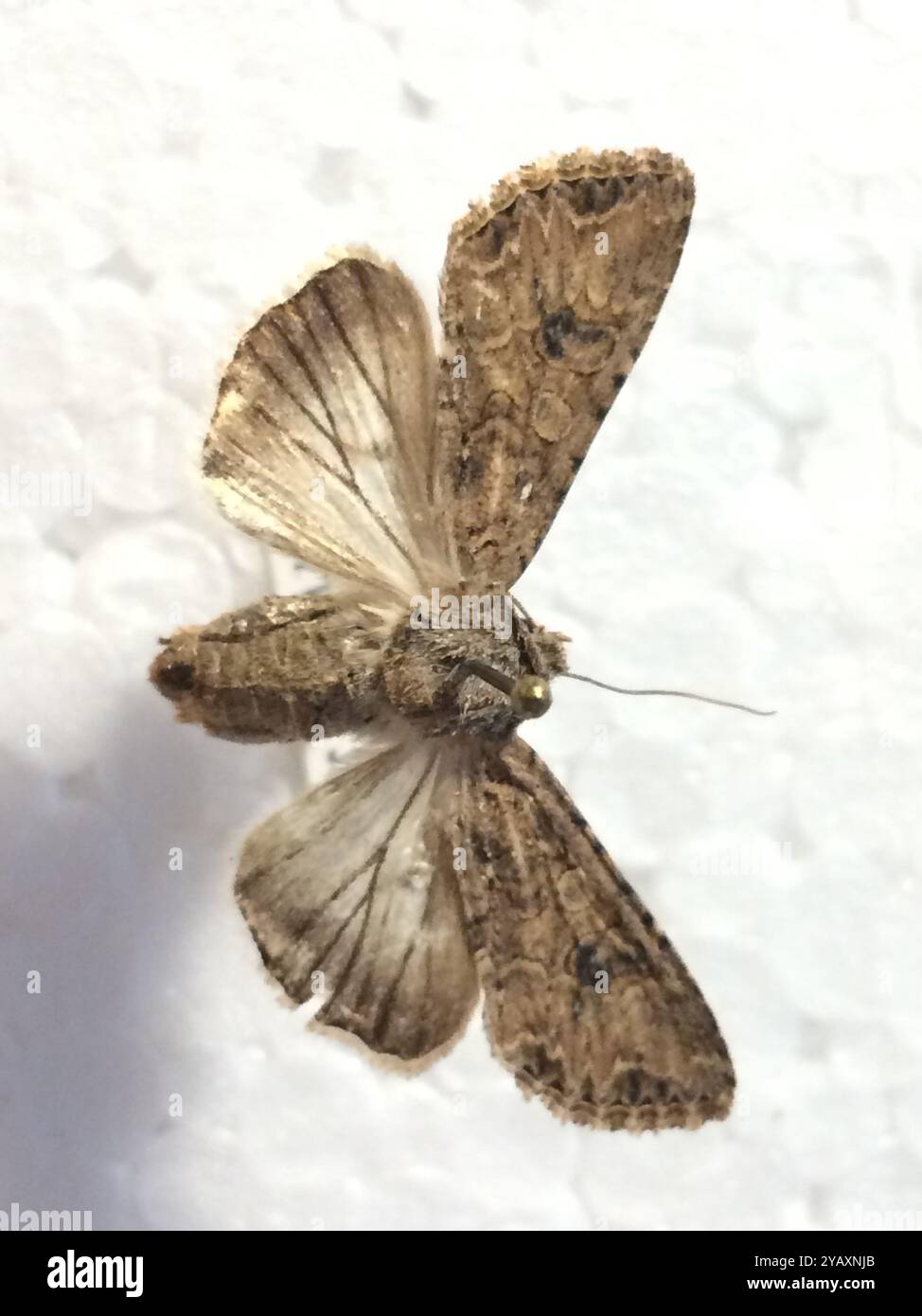 Nutmeg Moth (Anarta trifolii) Insecta Stock Photo - Alamy