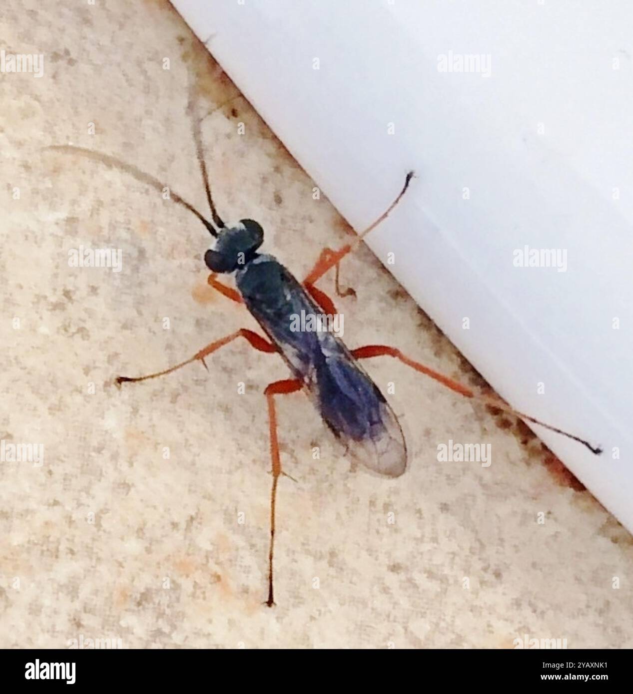 Red legged wasp hi-res stock photography and images - Alamy