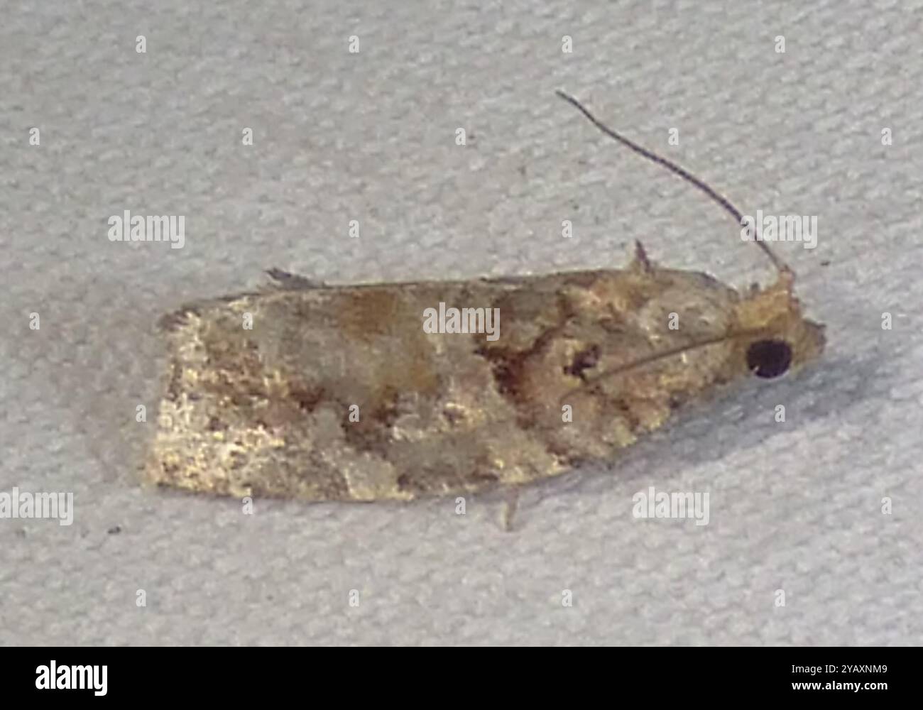 Jack Pine Tube Moth and Allies (Argyrotaenia tabulana) Insecta Stock ...