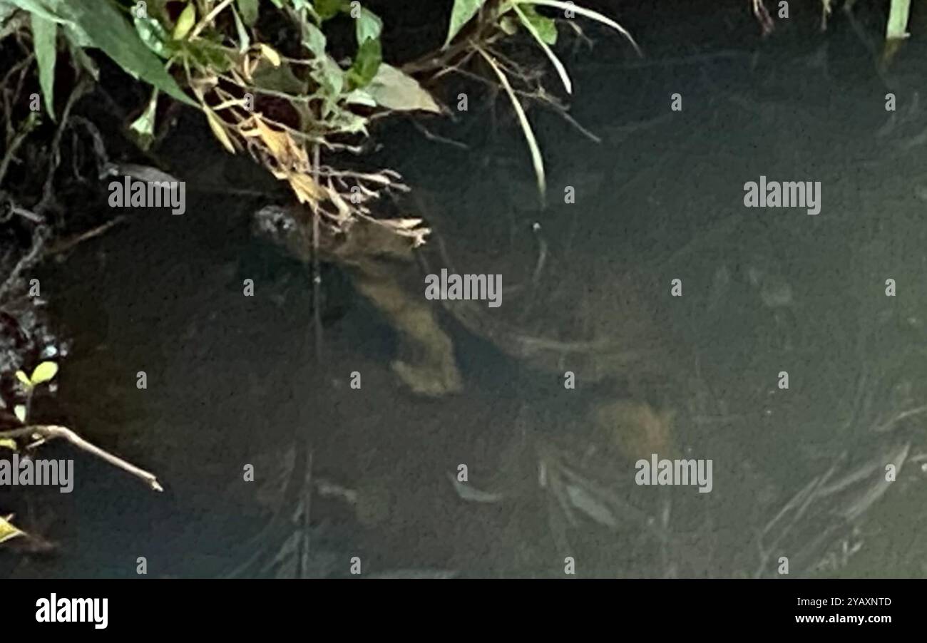 Eastern Saw-shelled Turtle (Myuchelys latisternum) Reptilia Stock Photo ...